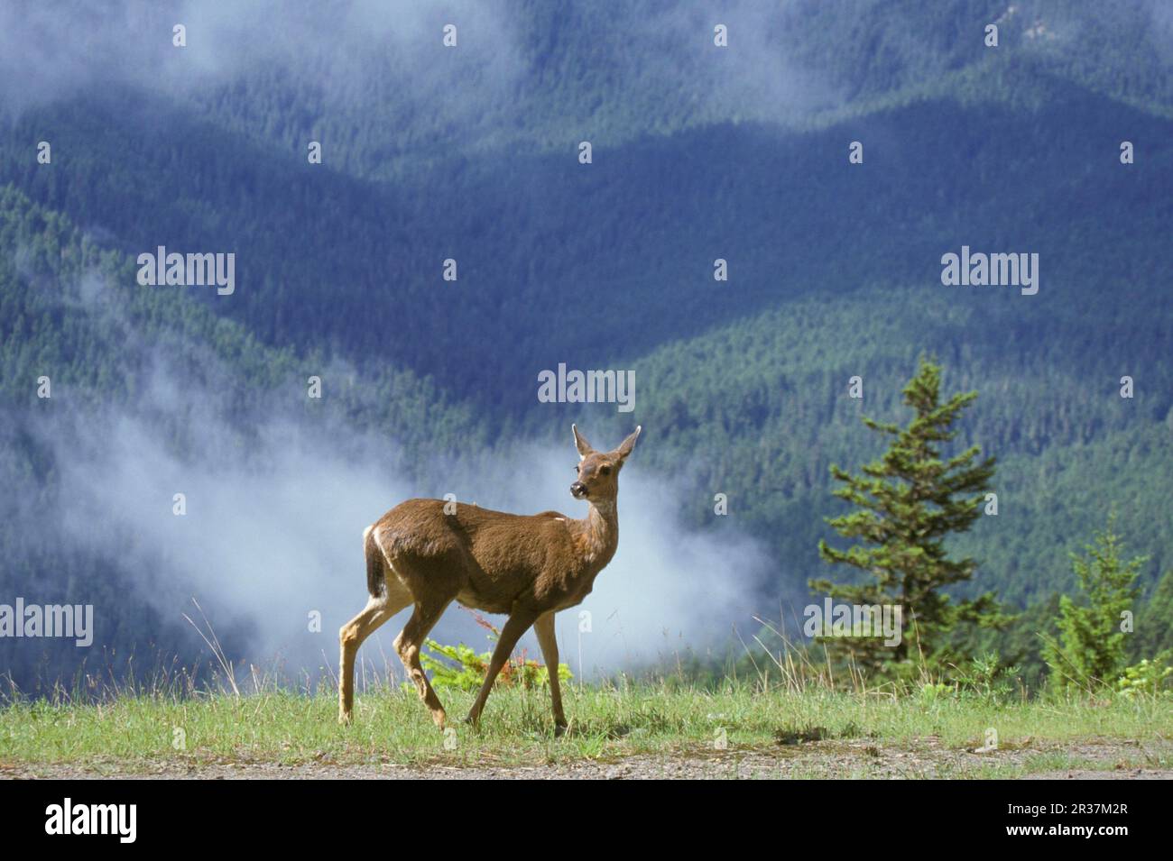 Mule Deer (Odocoileus hemionus), mule deer, Big Eared Deer, Big Eared ...