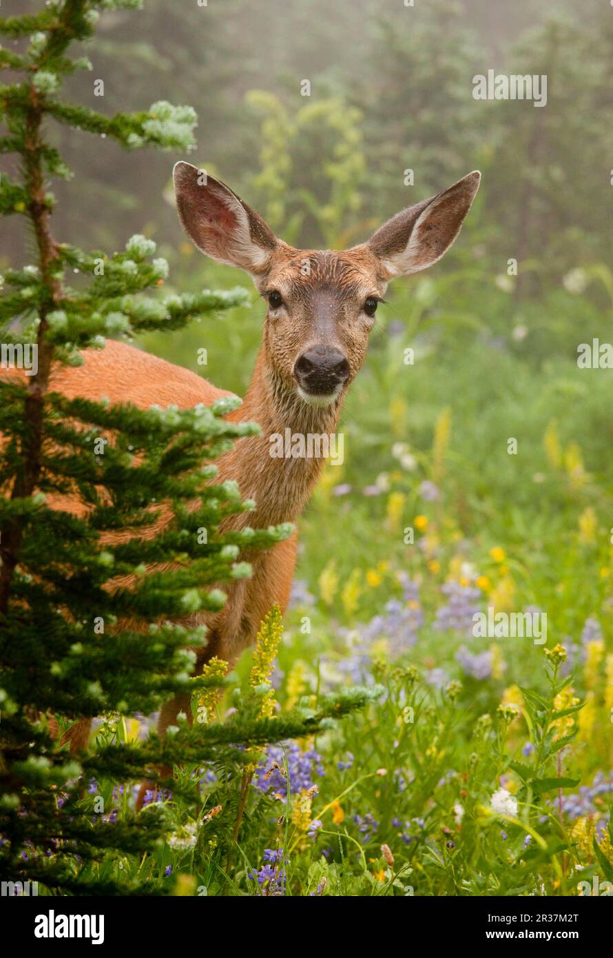 Columbian Black-tailed Deer (Odocoileus hemionus columbianus) doe ...