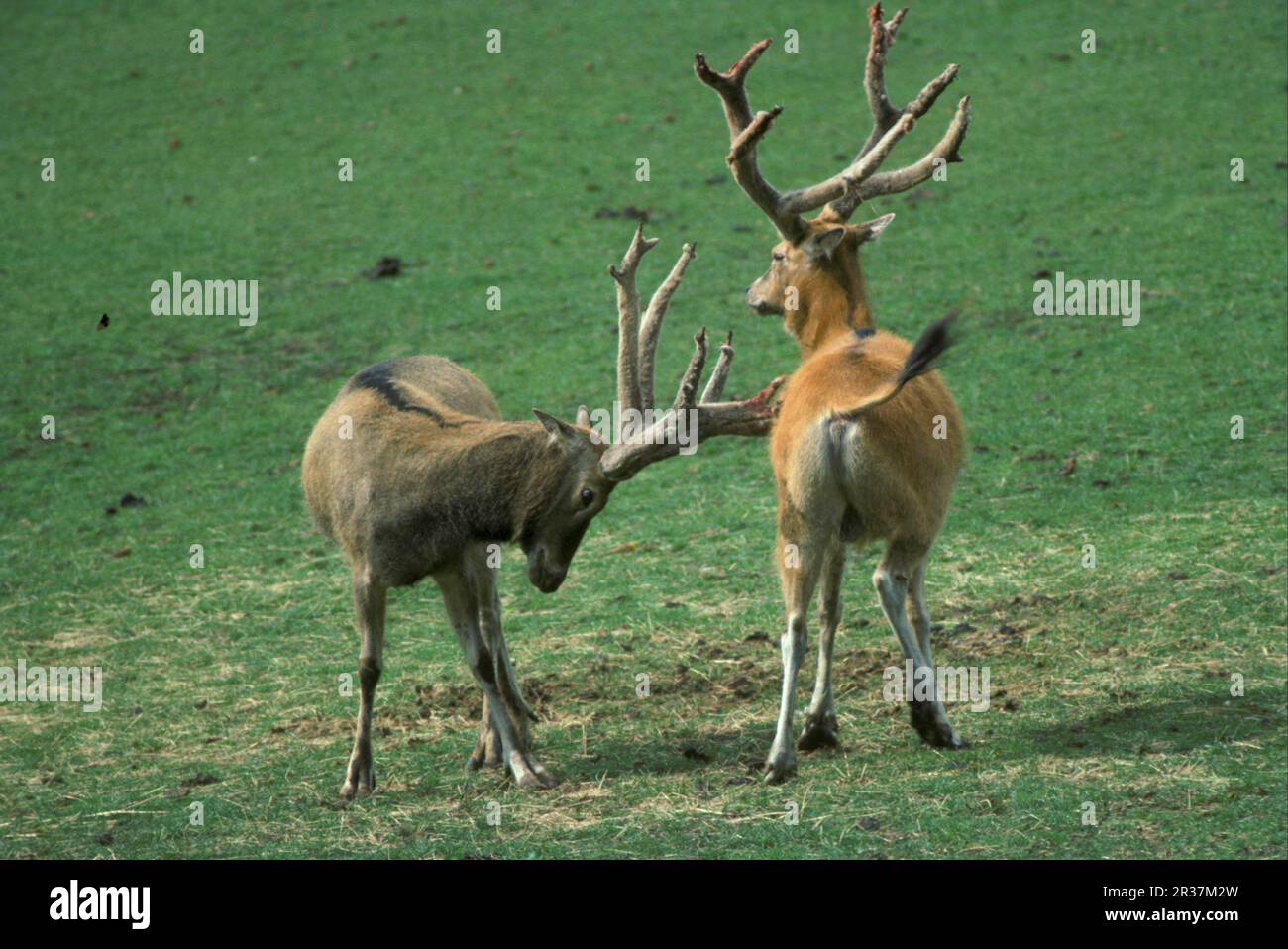 Davids Deer Milu Pere Davids Deers Elaphurus Davidianus Milus Deer Ungulates Even Toed