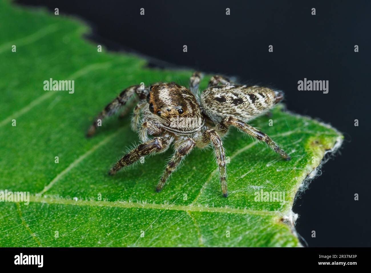 Jumping Spider (Eris militaris Stock Photo - Alamy