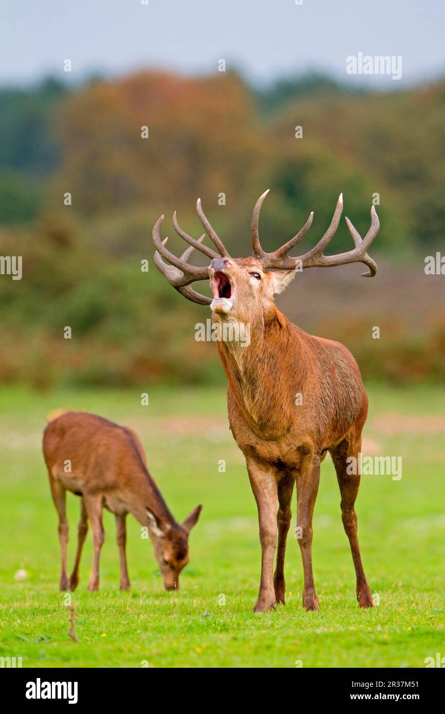 Red deer (Cervus elaphus) Stag, roaring, with calf in background ...