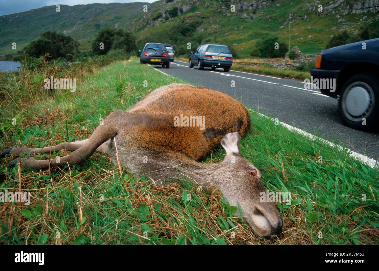 Car accident with an animal hi-res stock photography and images - Alamy