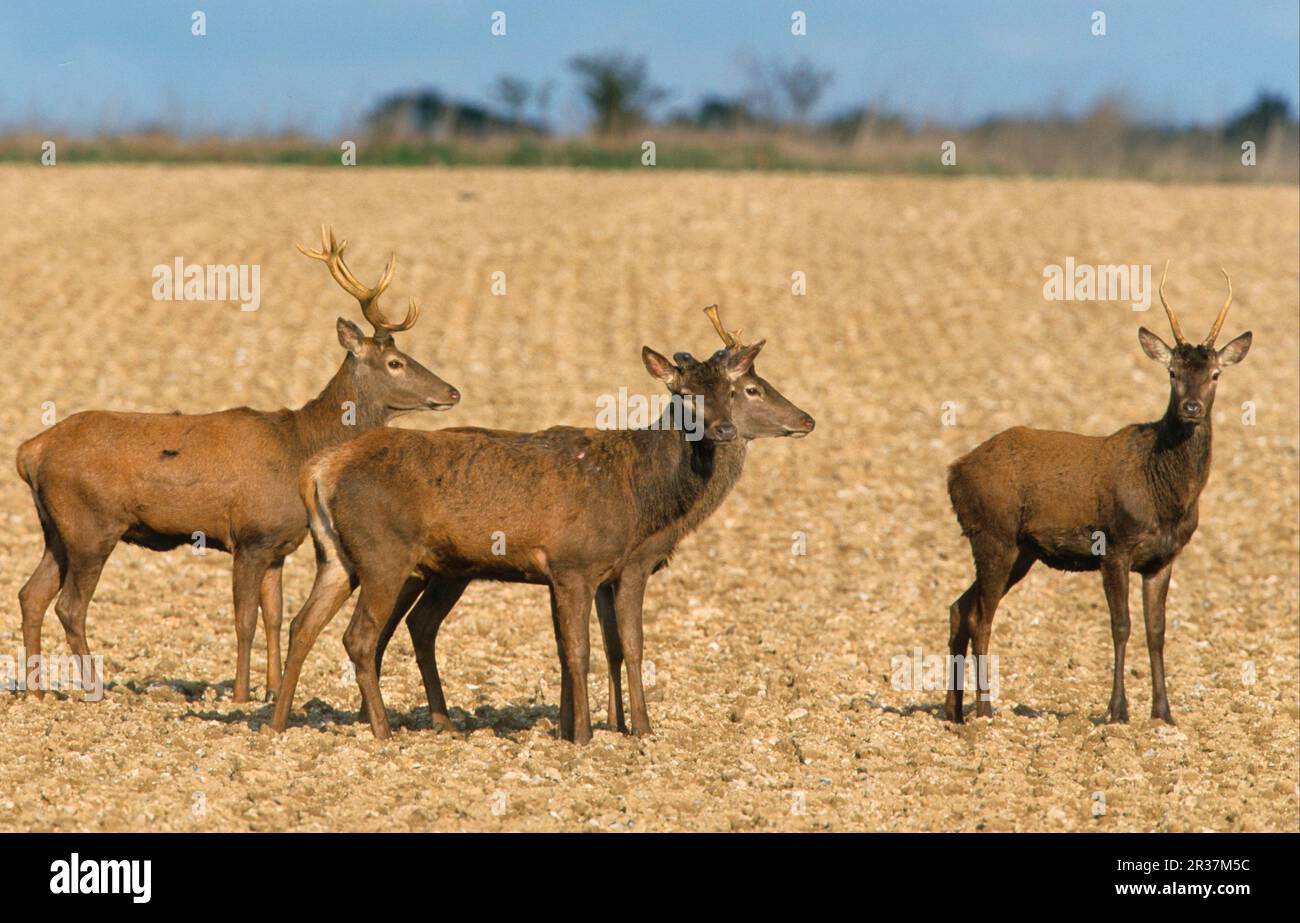Red deer (Cervus elaphus), red deer, deer, ungulates, even-toed ...