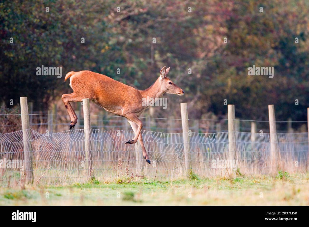 Red deer (Cervus elaphus), red deer, deer, ungulates, even-toed ...