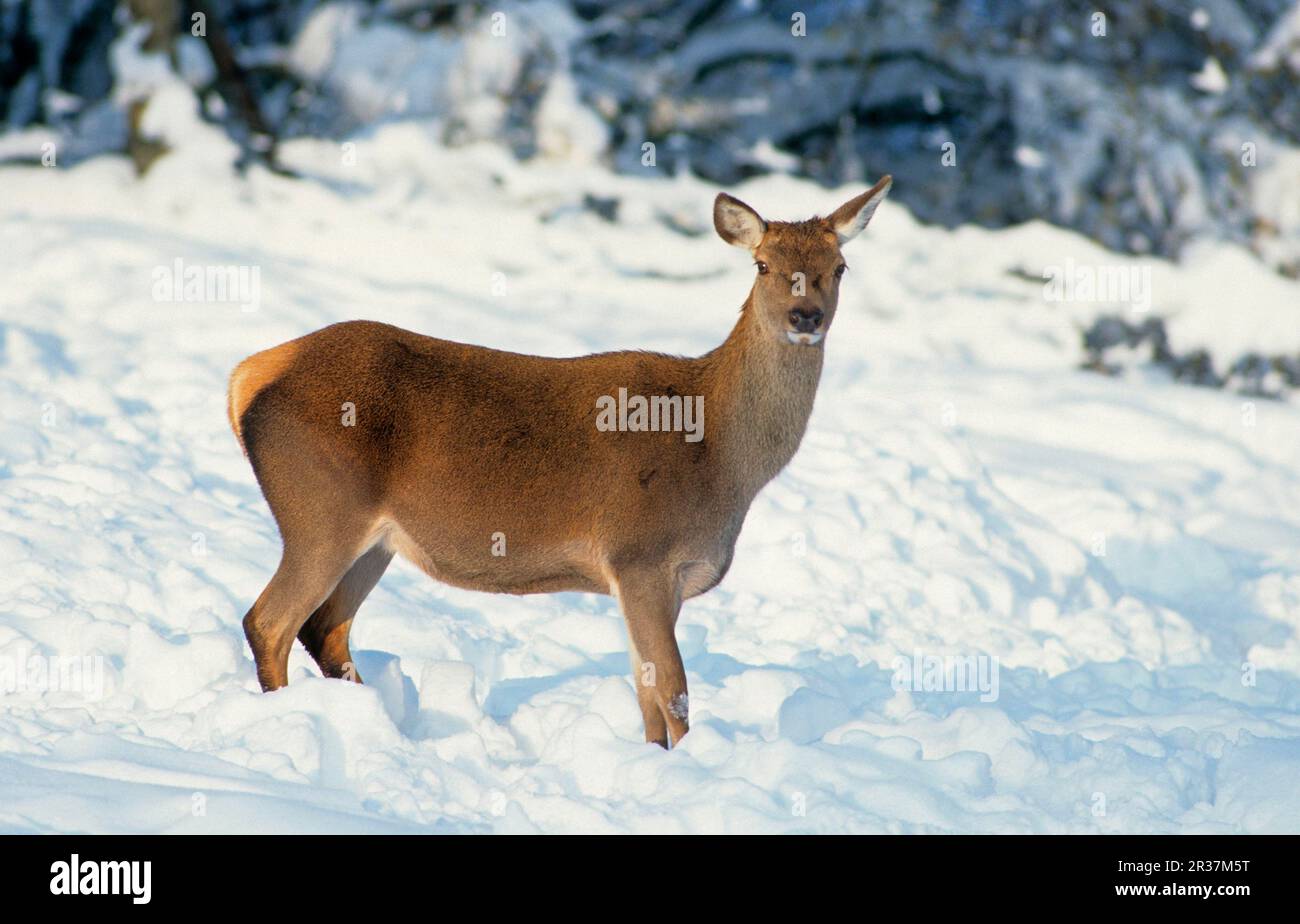 Scotland female red deer winter hi-res stock photography and images - Alamy
