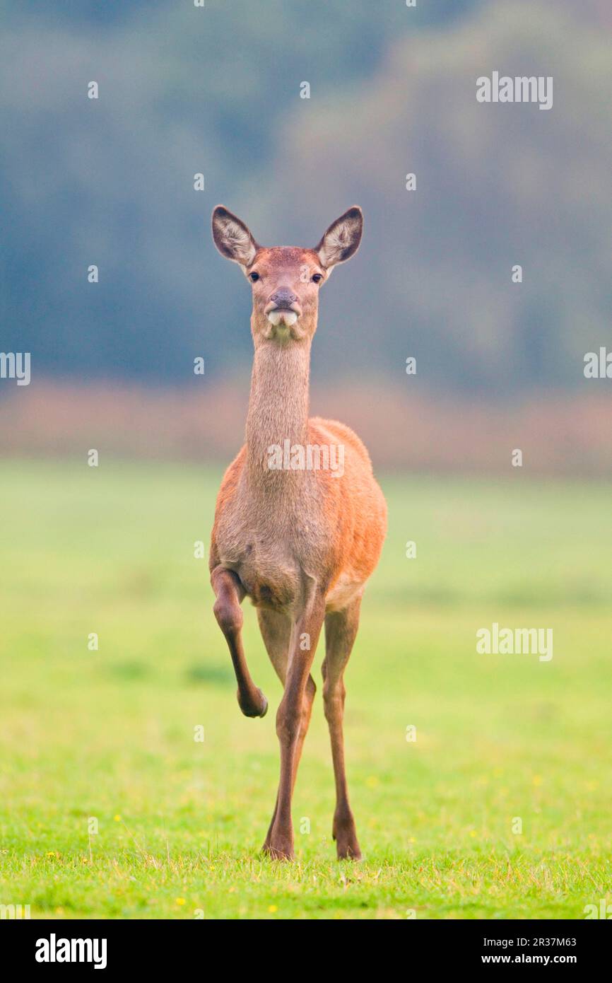 Red Deer (Cervus elaphus) hind, raising front leg, stamping at sign of ...