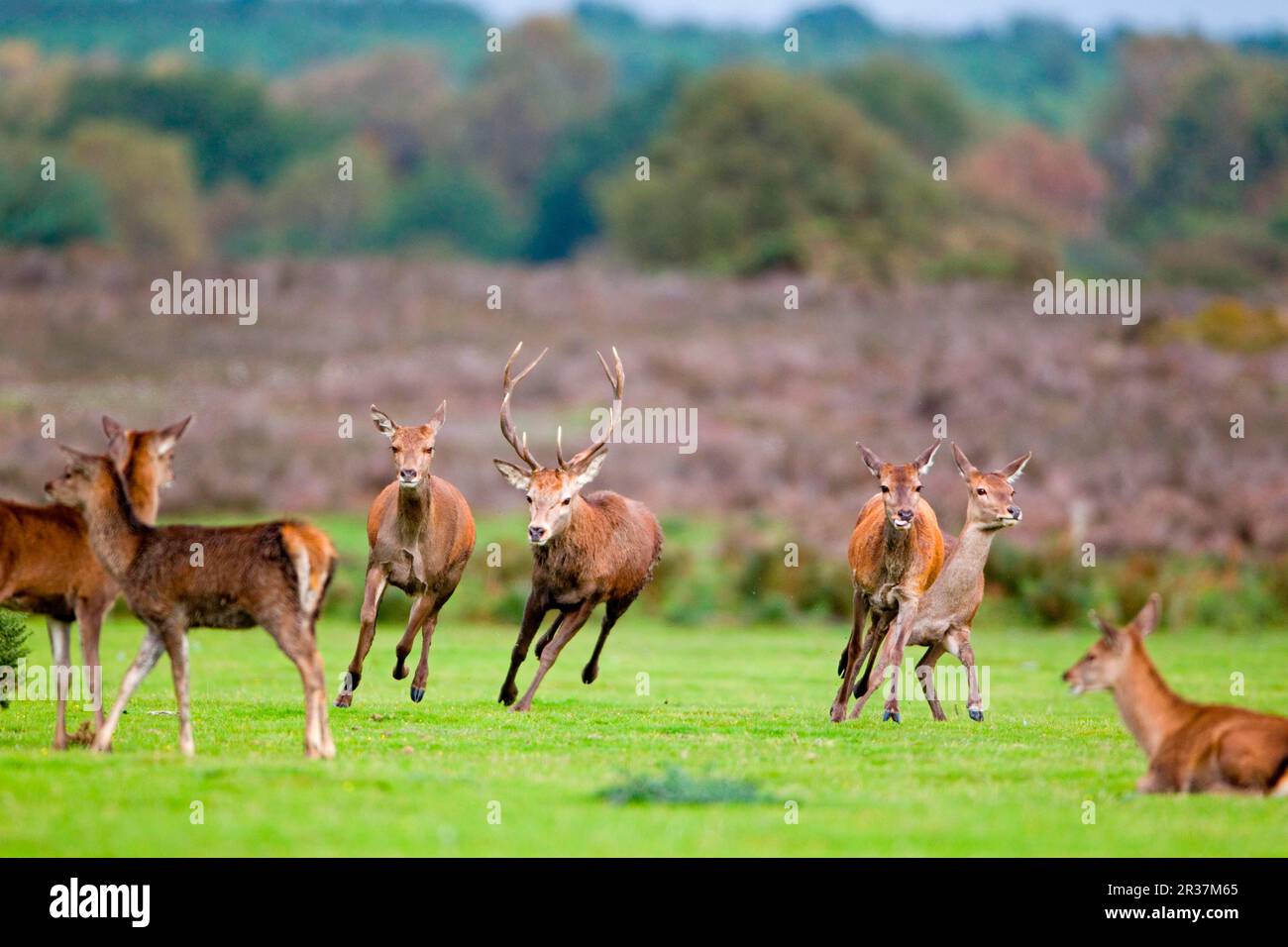 Stag hunting hi-res stock photography and images - Alamy