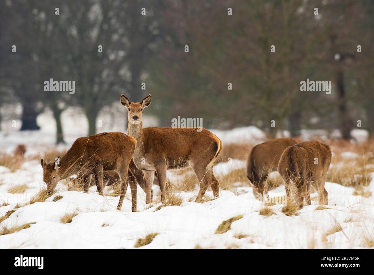 Red deer (Cervus elaphus), red deer, deer, ungulates, even-toed ...