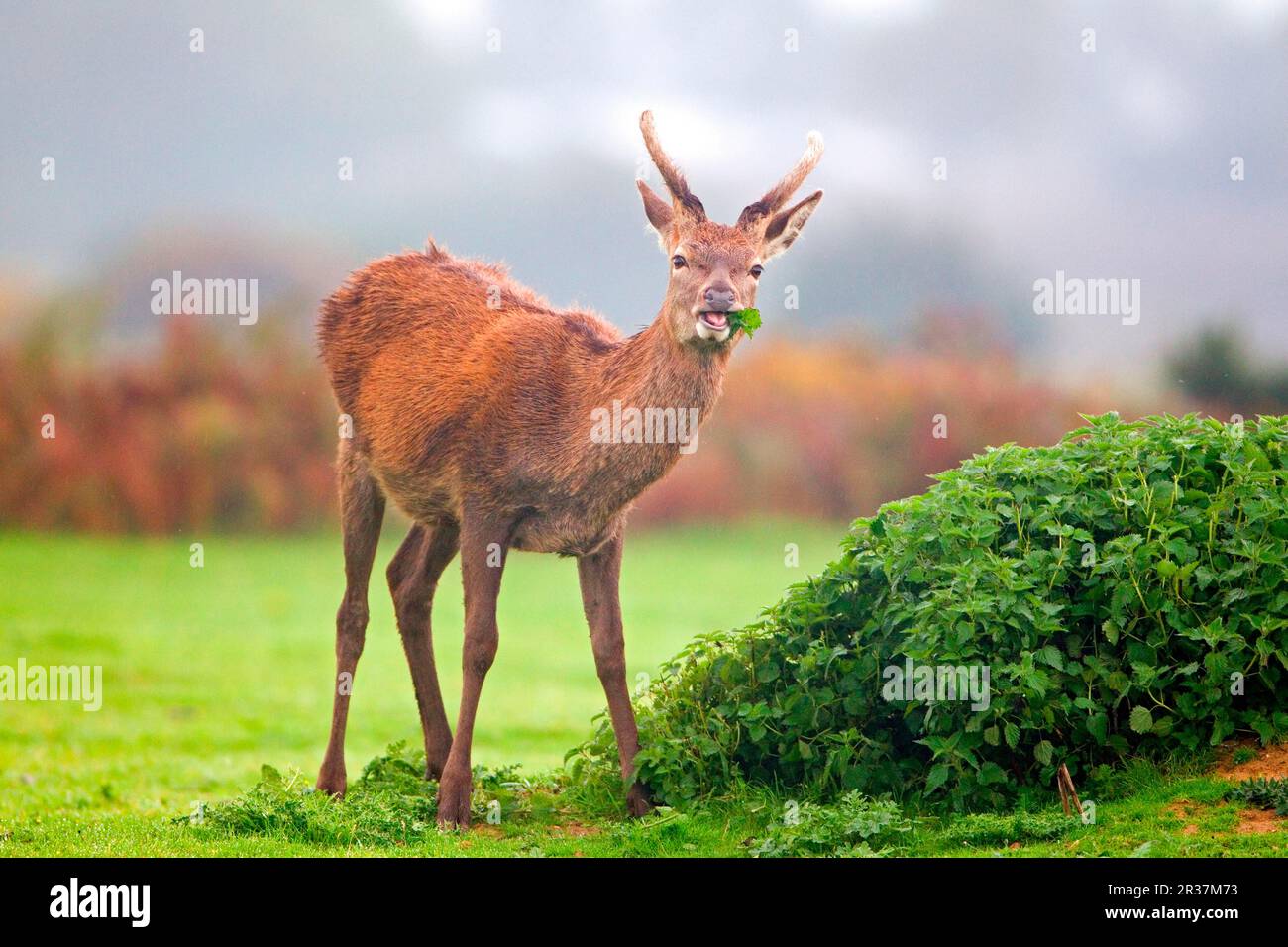 British nettles hi-res stock photography and images - Alamy