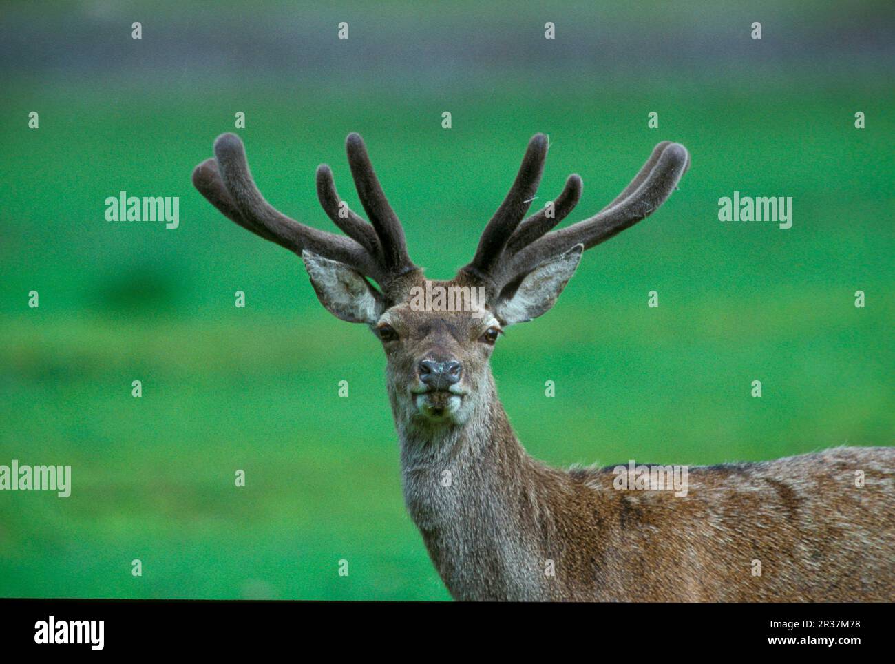 Red deer (Cervus elaphus), red deer, deer, ungulates, mammals, animals ...