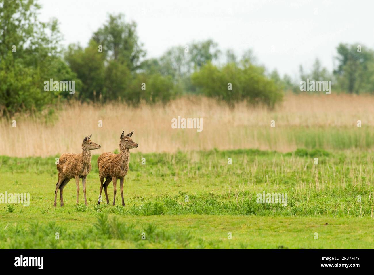 Red deer (Cervus elaphus), red deer, deer, ungulates, mammals, animals ...