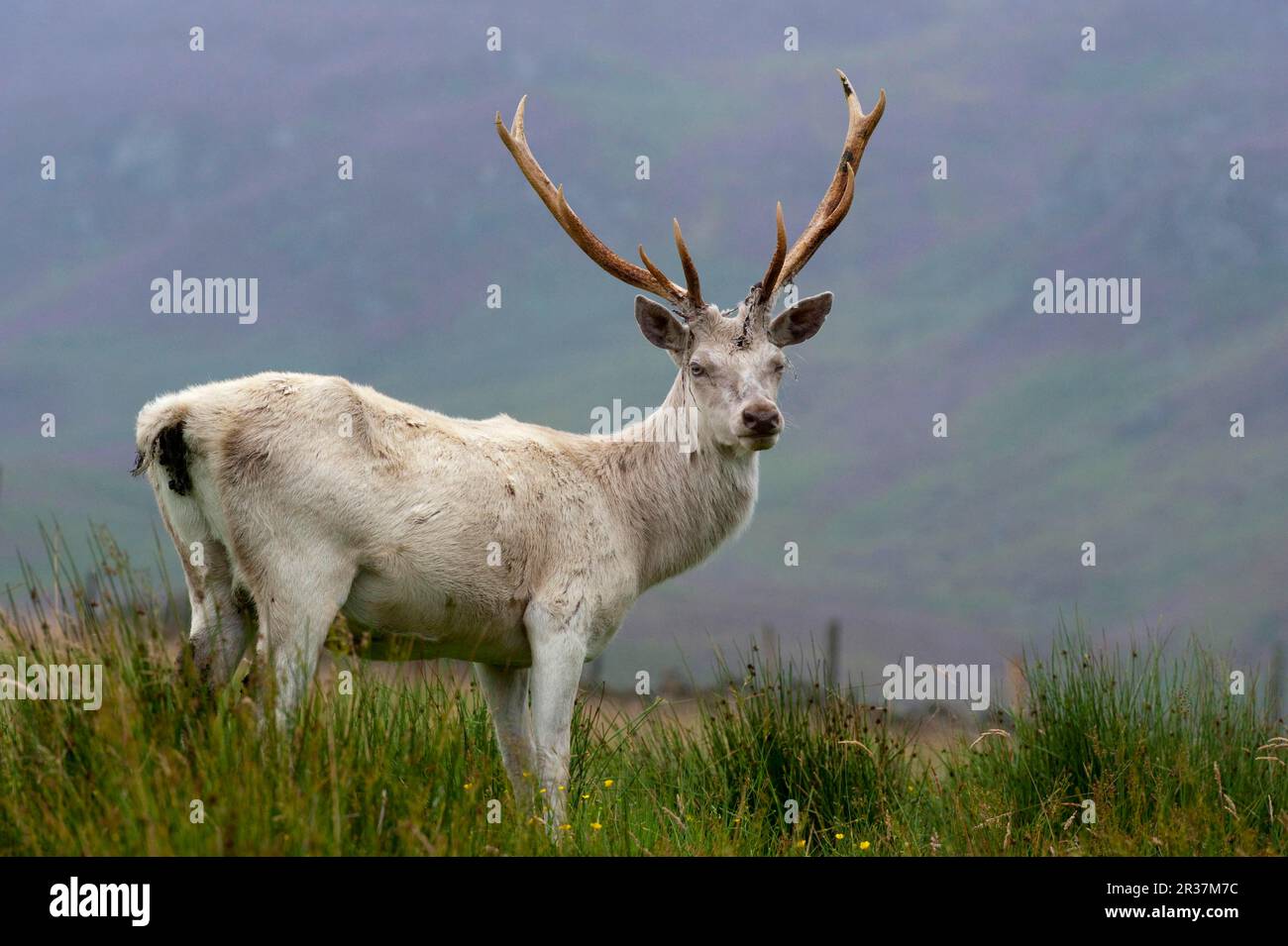 Red deer (Cervus elaphus), red deer, deer, ungulates, even-toed ...