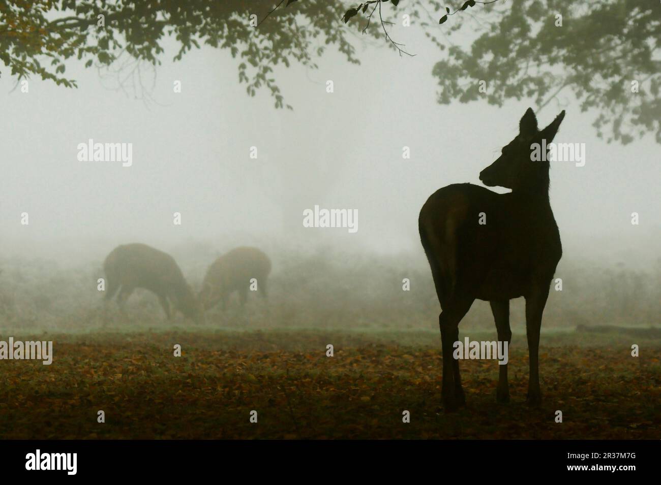 Red deer (Cervus elaphus) Watching deer fight, rutting season, misty ...