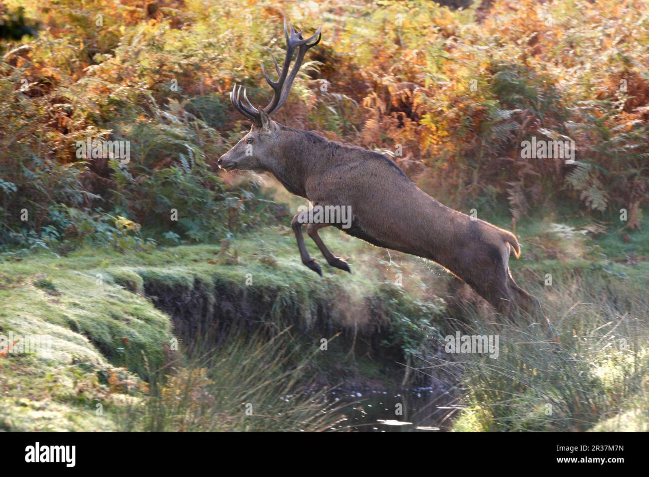 Red deer (Cervus elaphus), red deer, deer, ungulates, mammals, animals ...