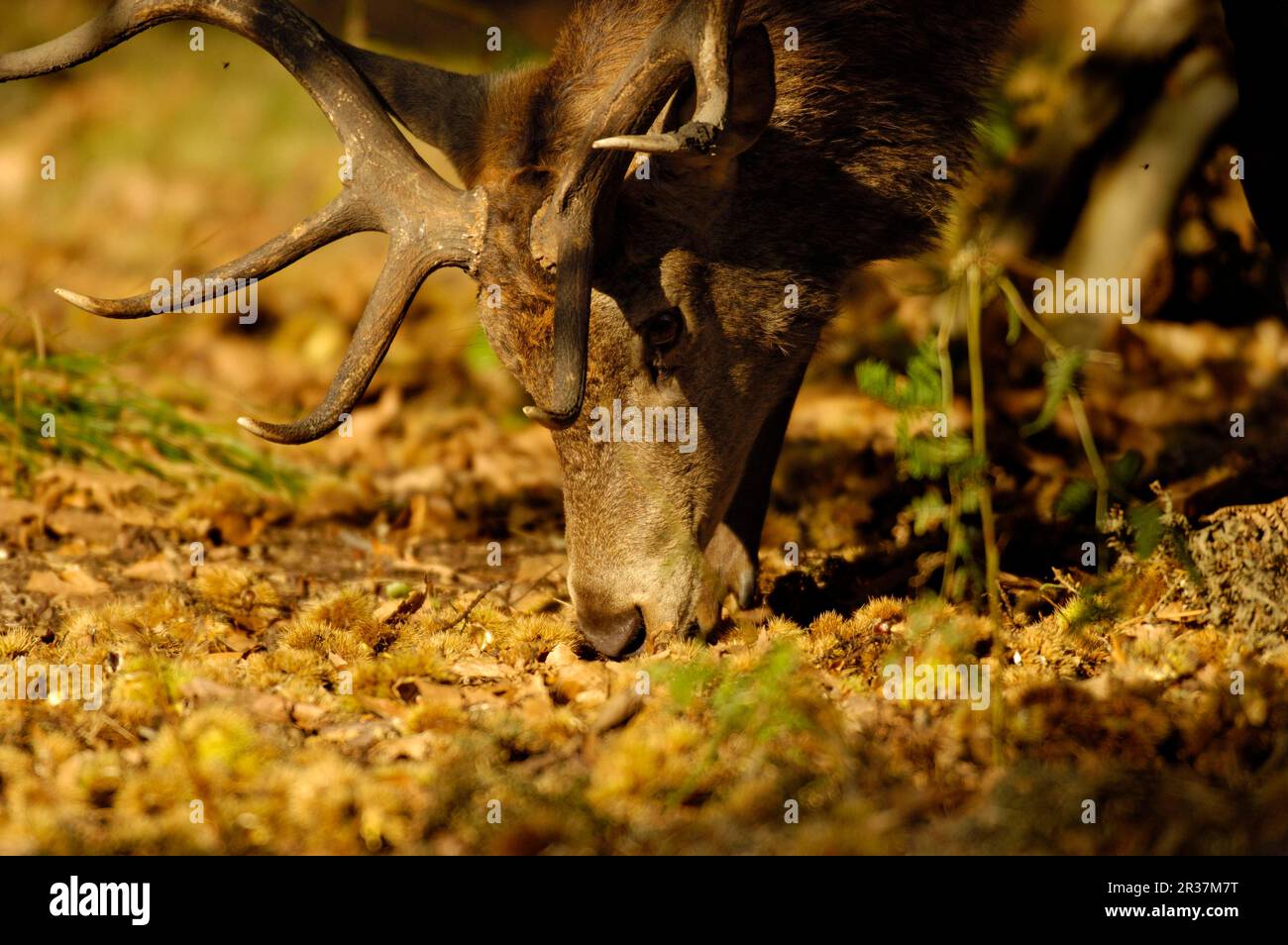 Red Deer (Cervus elaphus) stag, feeding on Sweet Chestnuts, Richmond ...