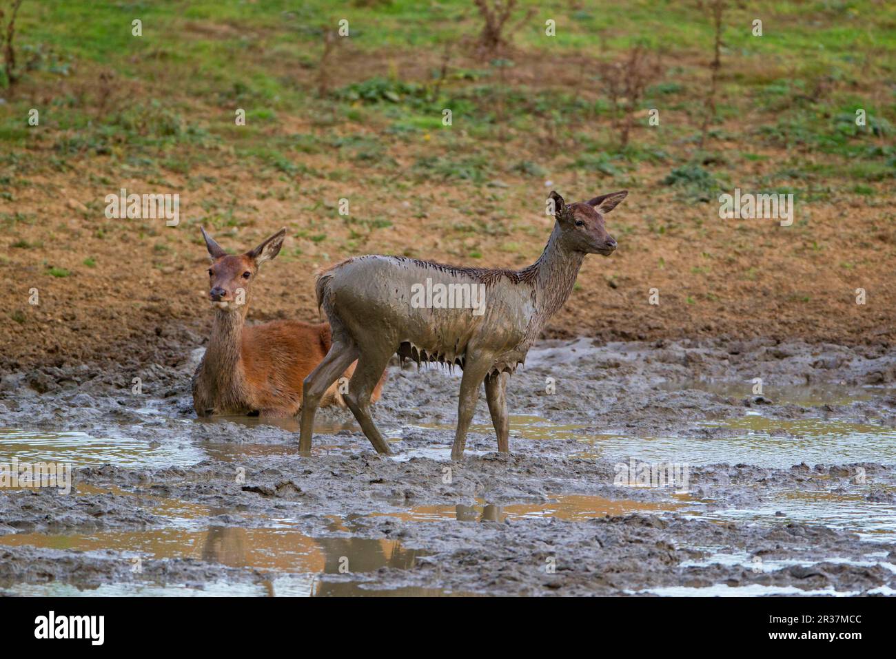 Red deer (Cervus elaphus), stag with calf, wallowing in mud, during the ...