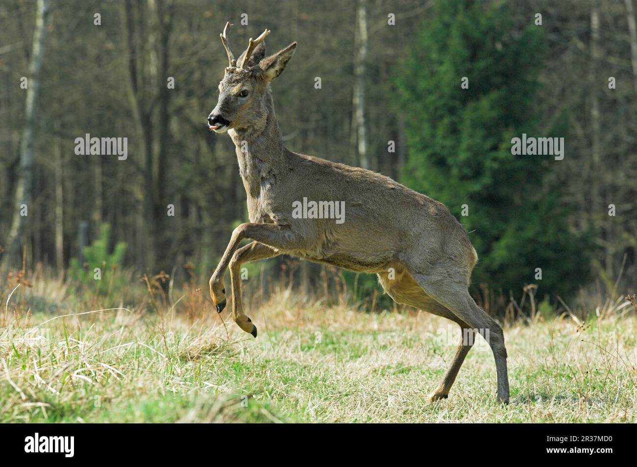 Roe deer, european roe deers (Capreolus capreolus), deer, ungulates ...
