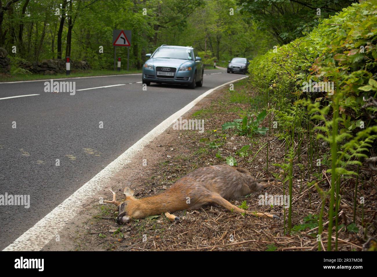 Roe deer, european roe deers (Capreolus capreolus), deer, ungulates ...