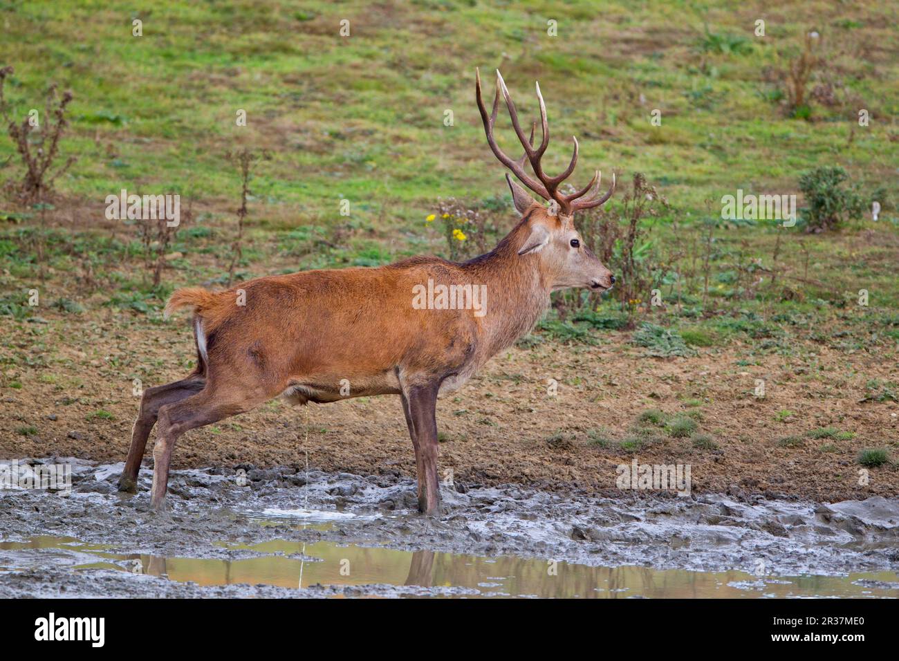 Red deer (Cervus elaphus), stag urinating in the wallow during the rut ...