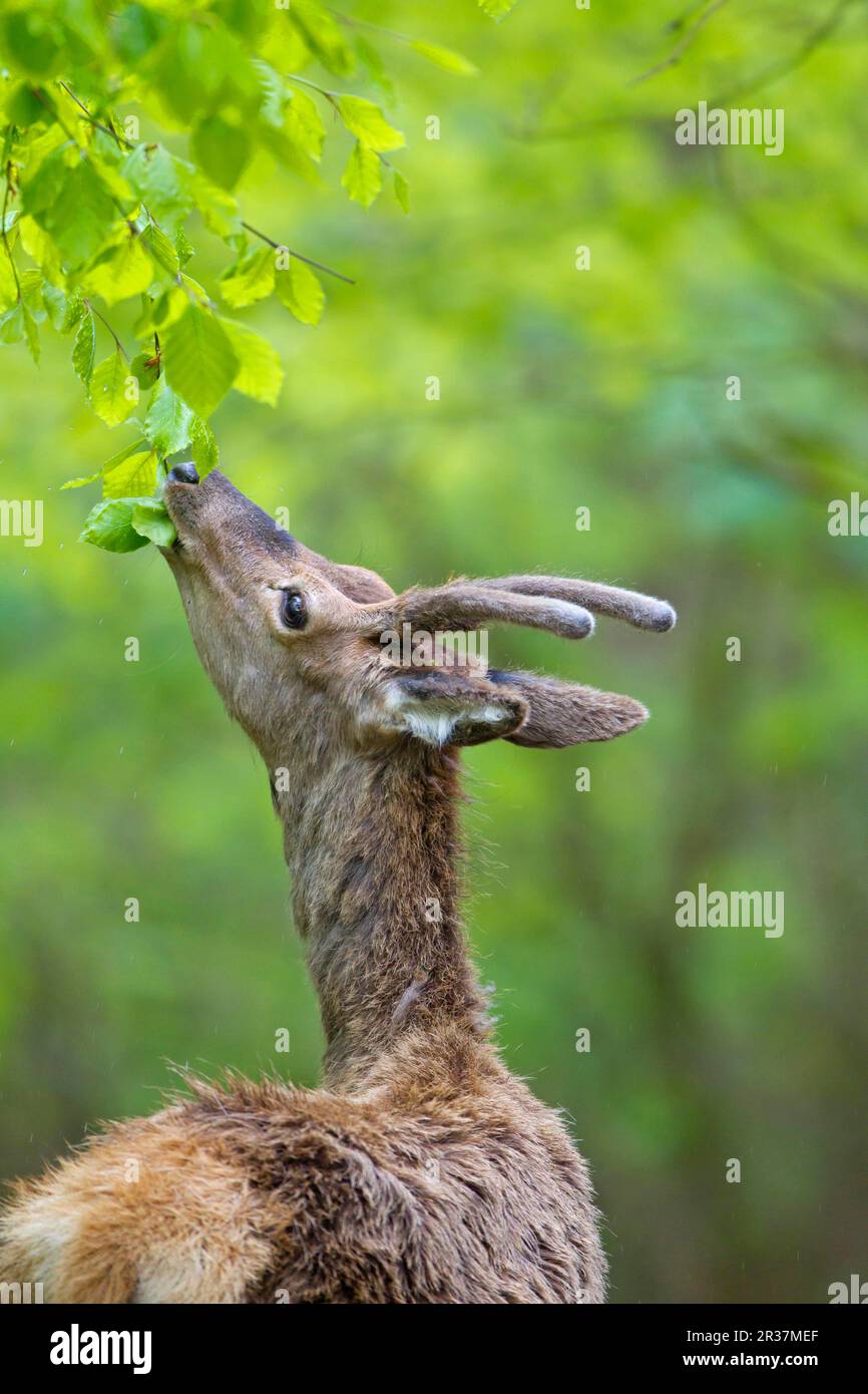 Red Deer (Cervus elaphus) young stag, with antlers in velvet, browsing ...
