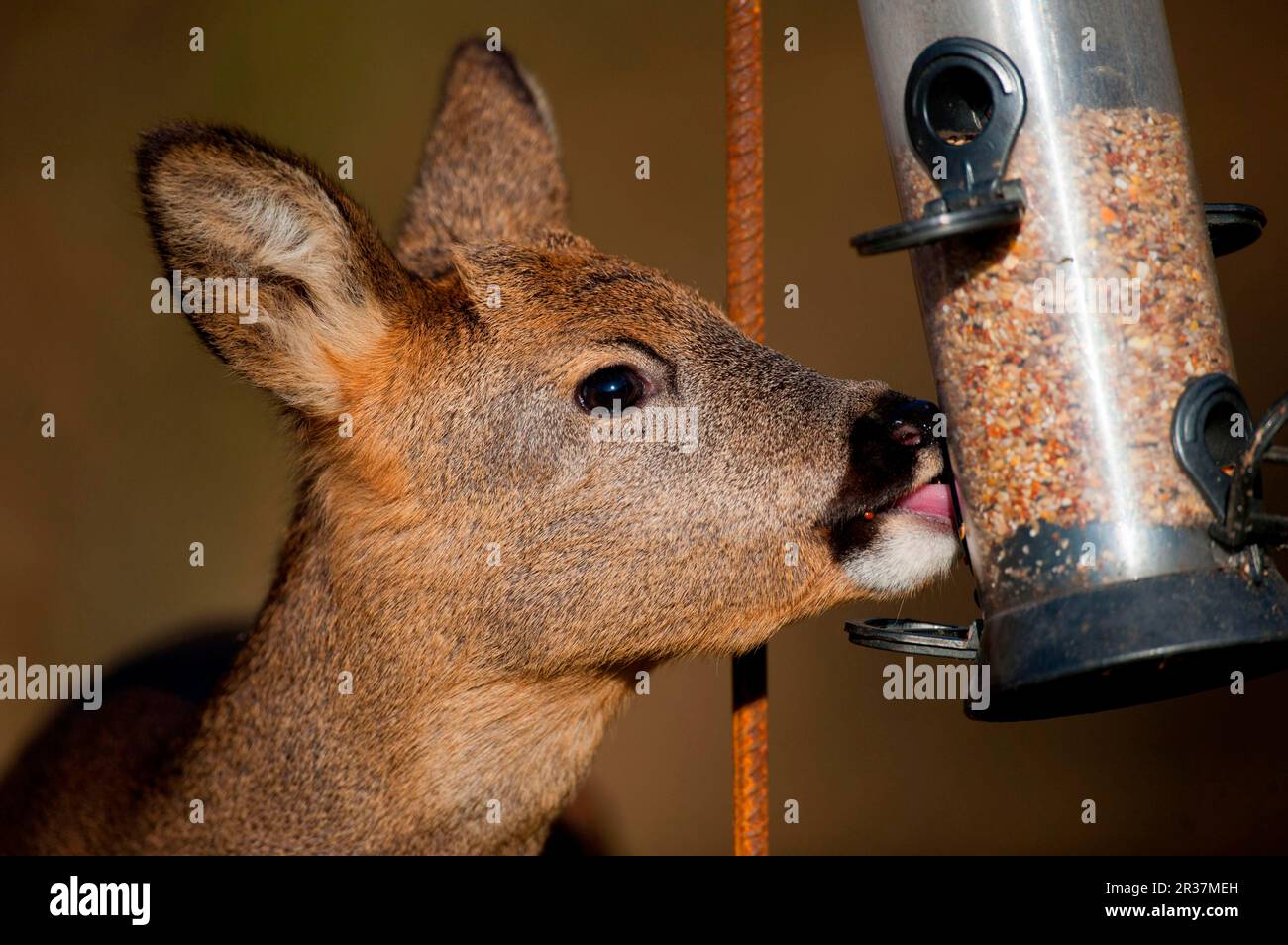 Western Roe european roe deer (Capreolus capreolus) doe, close-up of ...
