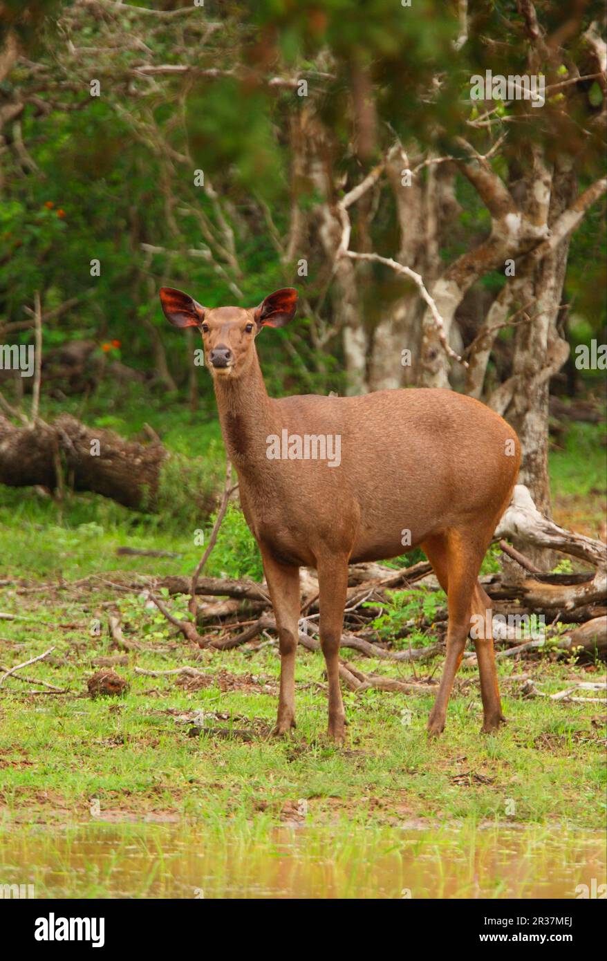 Sambar deer (Cervus unicolor) adult female, standing in wet forest area ...