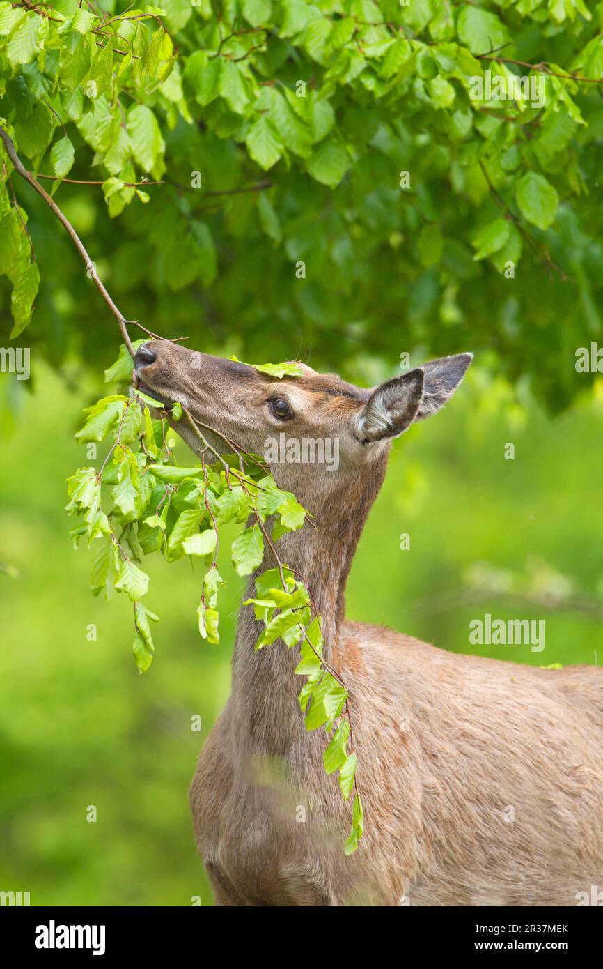 Red deer (Cervus elaphus) hind, close-up of head and neck, browsing on ...