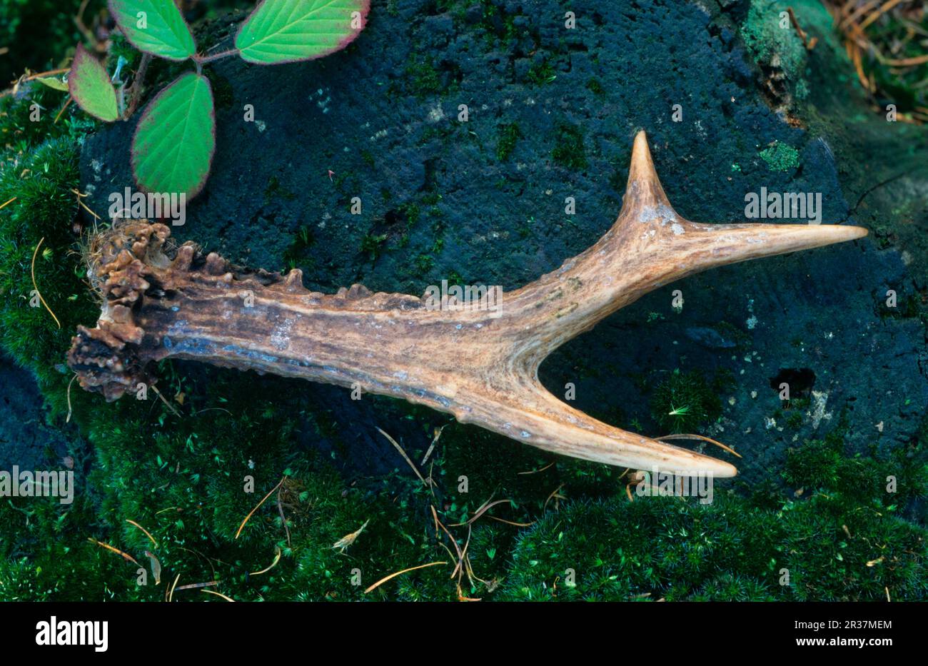 Roe deer, european roe deers (Capreolus capreolus), deer, ungulates ...