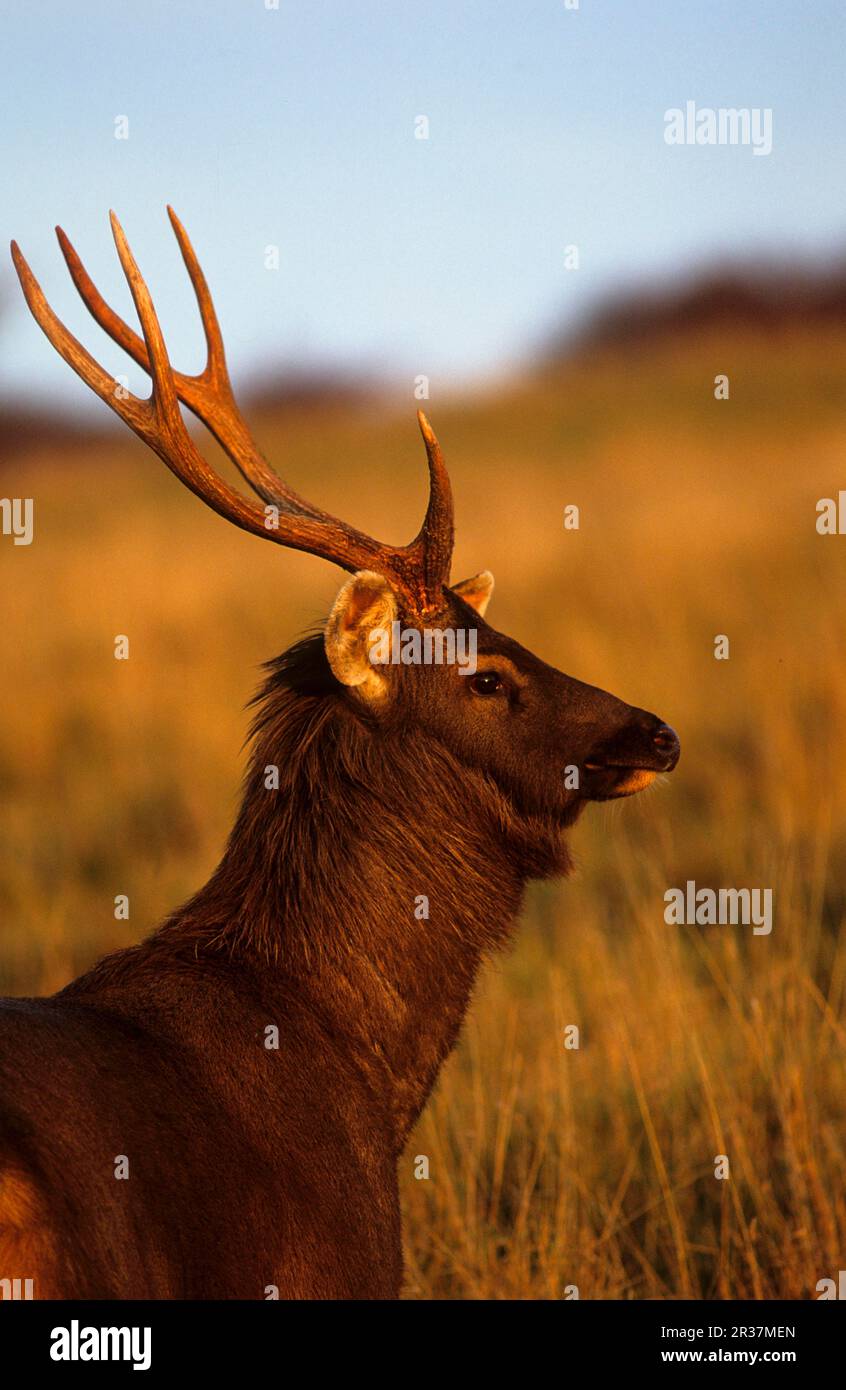 Sambar deer, sambar deers (Cervus unicolor) Deer, ungulates, mammals ...