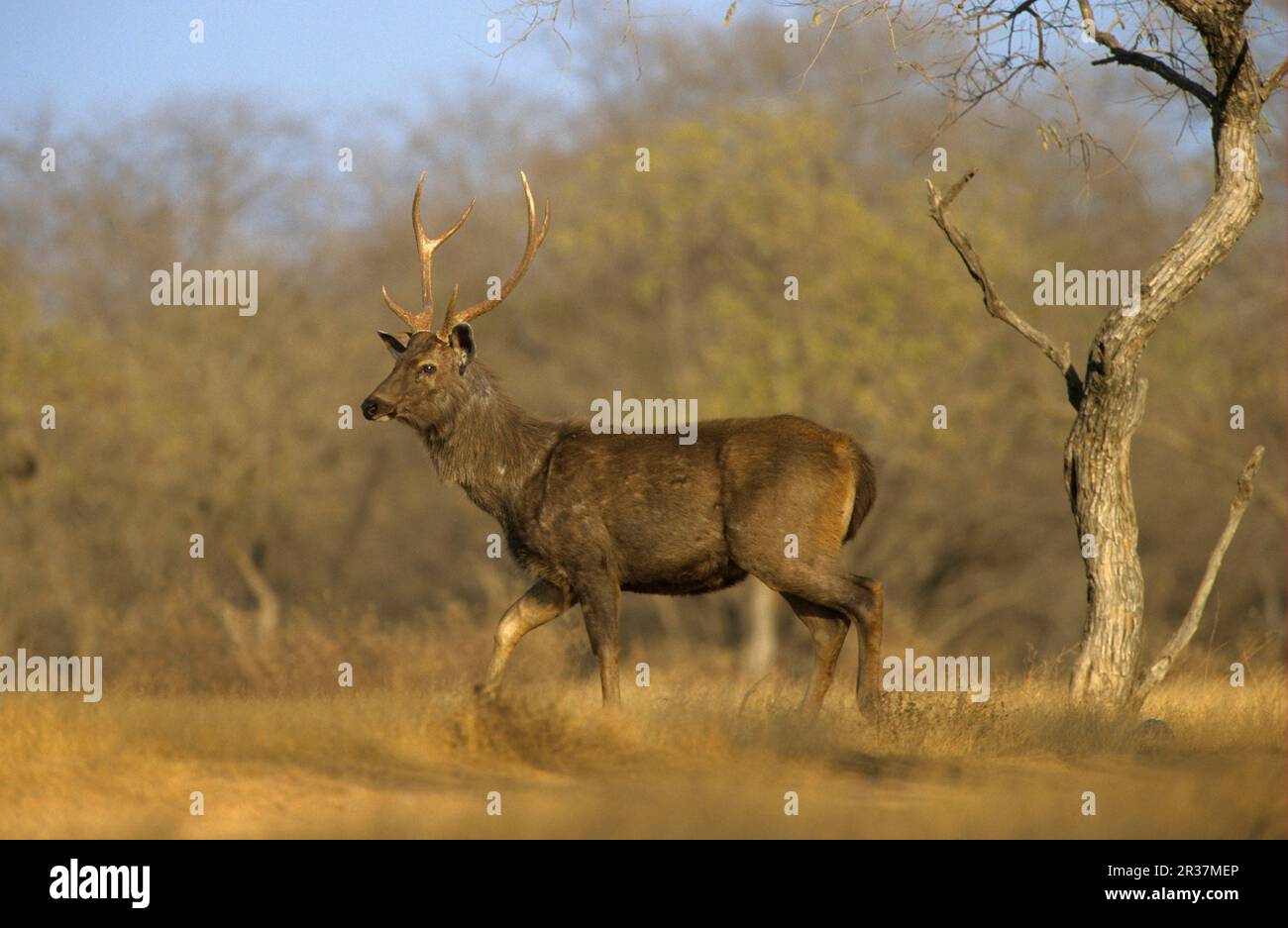 Sambar deer, sambar deers (Cervus unicolor) Deer, ungulates, mammals ...