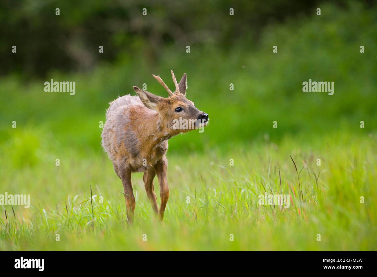 Roe Deer (Capreolus capreolus) young buck, moulting coat, walking at ...