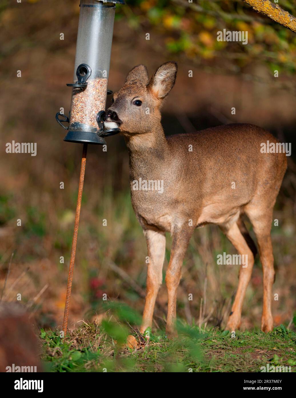 Western Roe european roe deer (Capreolus capreolus) doe feeding on ...