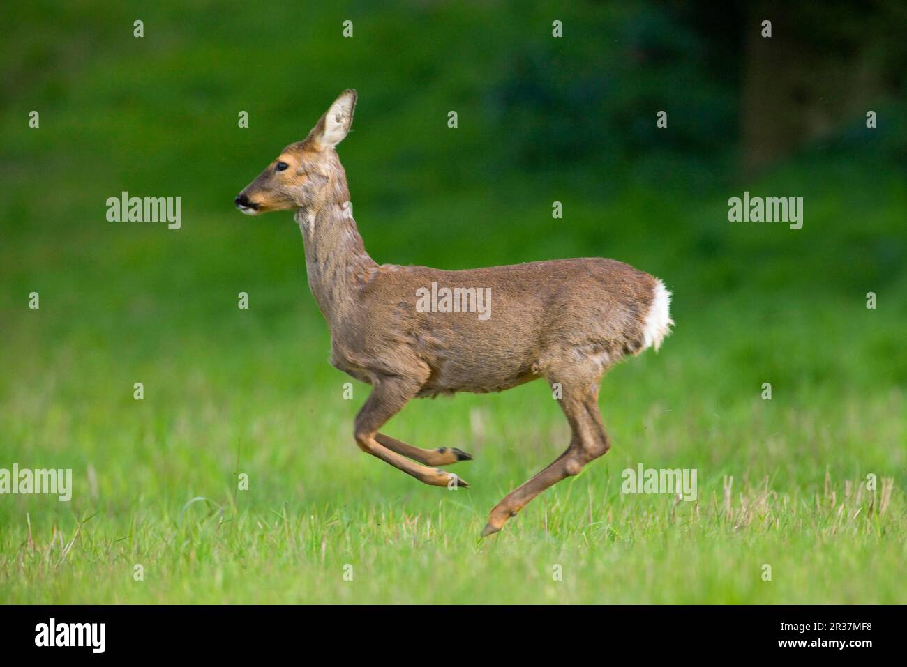 Roe deer, european roe deers (Capreolus capreolus), deer, ungulates ...