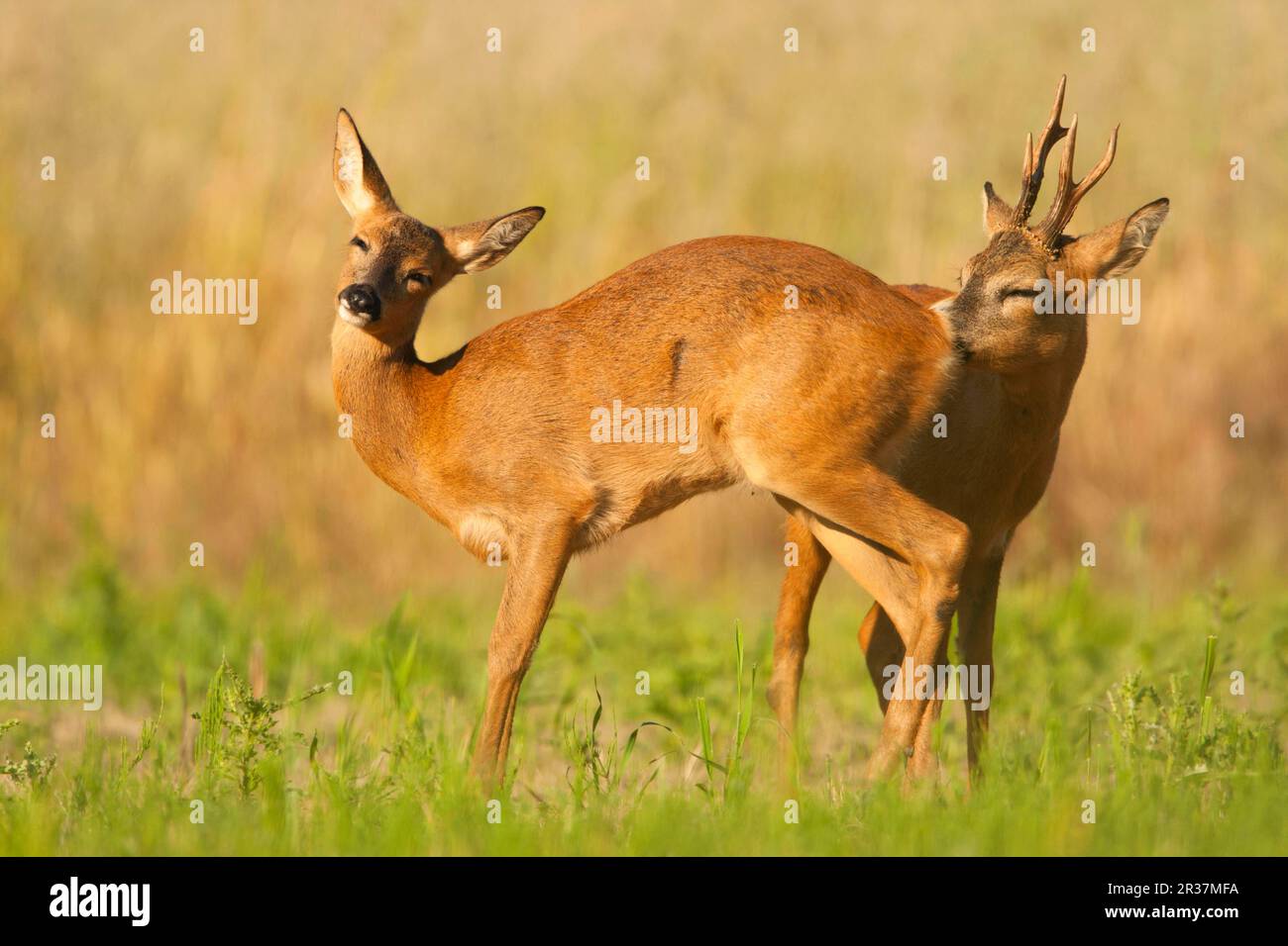 Western Roe Deer (Capreolus capreolus) buck and doe, courting behaviour ...