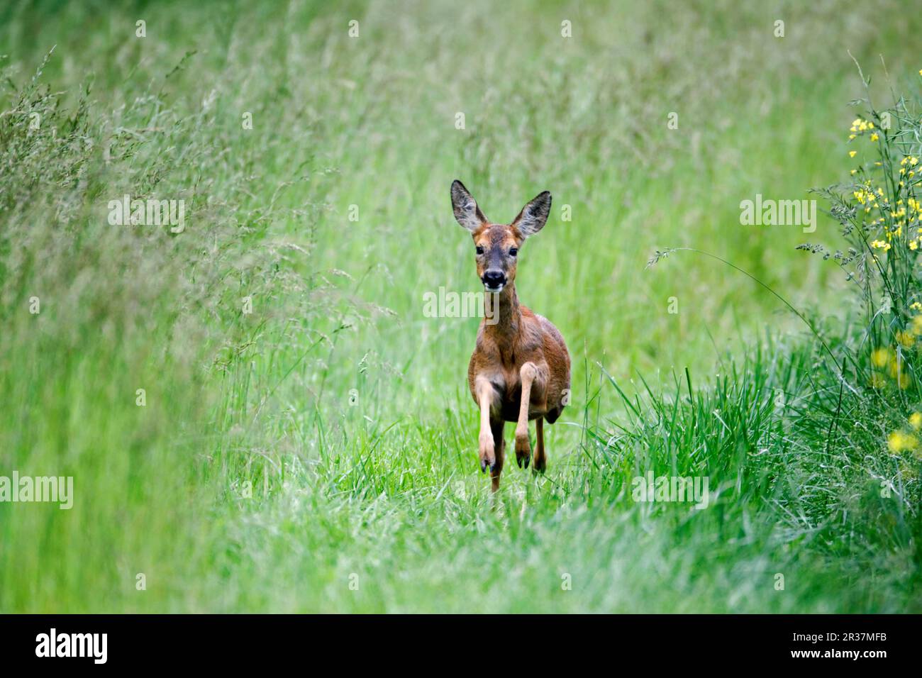Western Roe Deer (Capreolus capreolus) doe, running in long grass ...