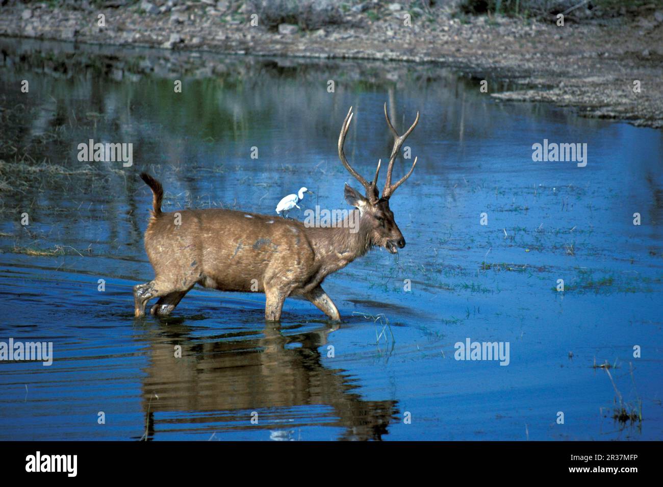 Sambar Deer, sambar deers (Cervus unicolor) Deer, Ungulates, Even-toed ...
