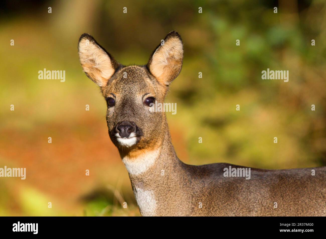 Western european roe deer (Capreolus capreolus) doe, close-up of head ...