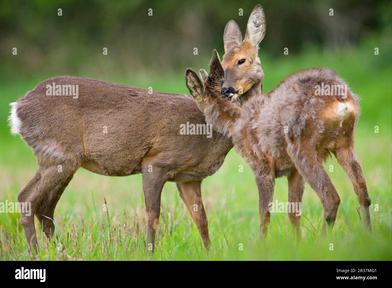 Roe Deer (Capreolus capreolus) doe with young buck, grooming moulting ...