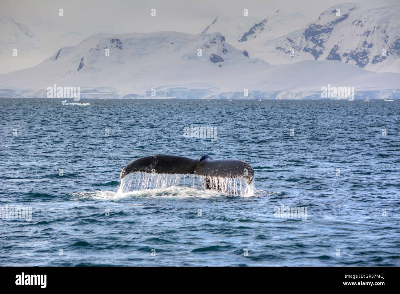 Humpback whales in their natural habitat in Antarctica Stock Photo - Alamy