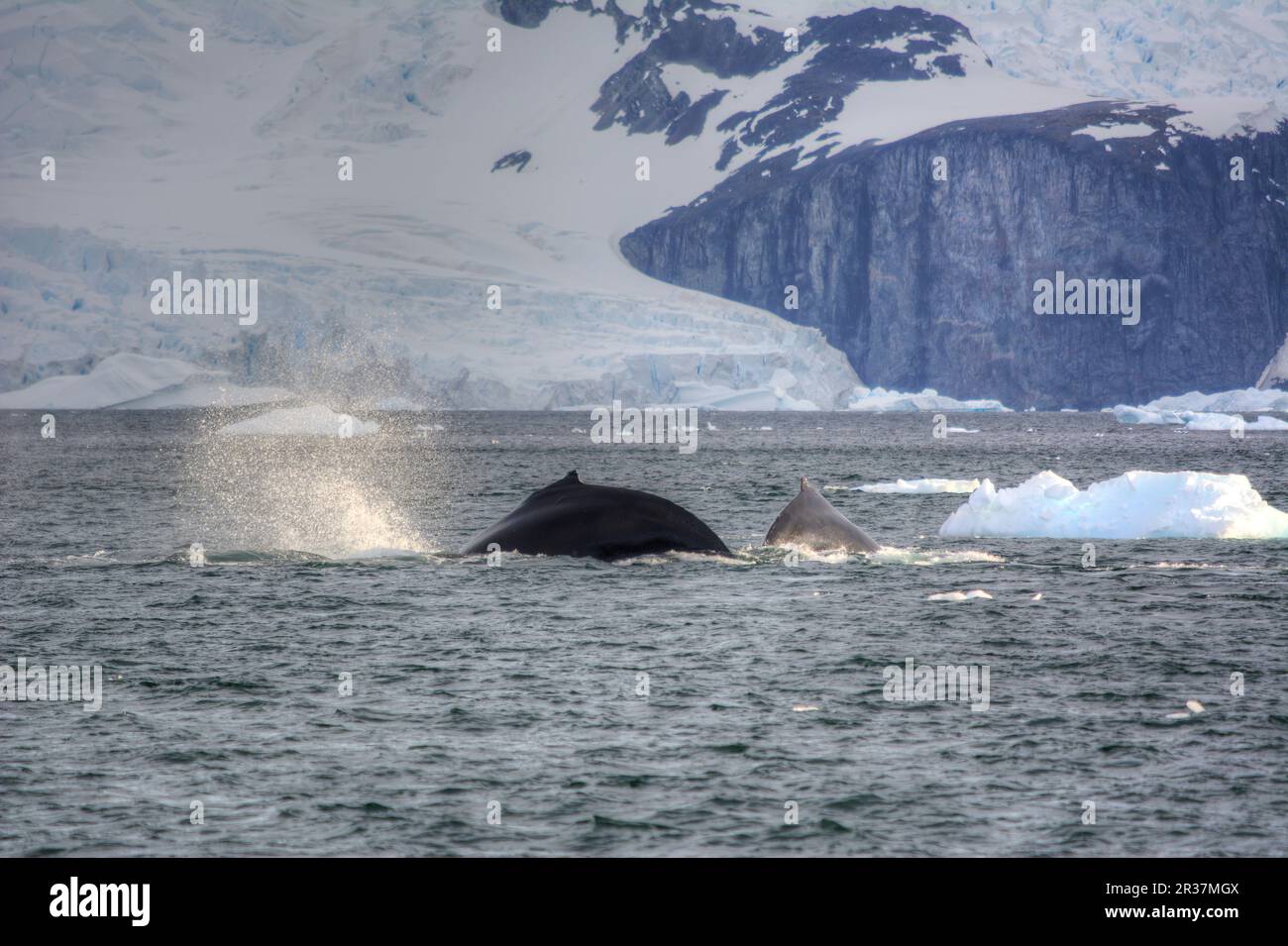 Humpback whales in their natural habitat in Antarctica Stock Photo - Alamy