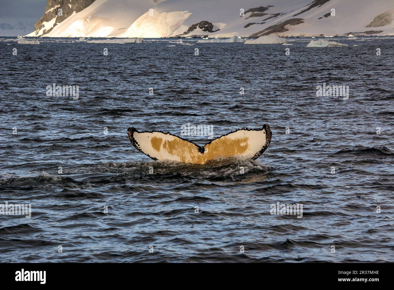 Humpback whales in their natural habitat in Antarctica Stock Photo - Alamy