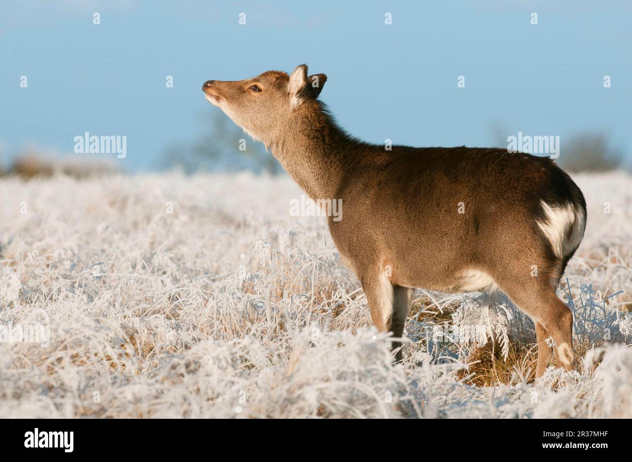 Sika deer (Cervus nippon) introduced species, hind, winter coat ...