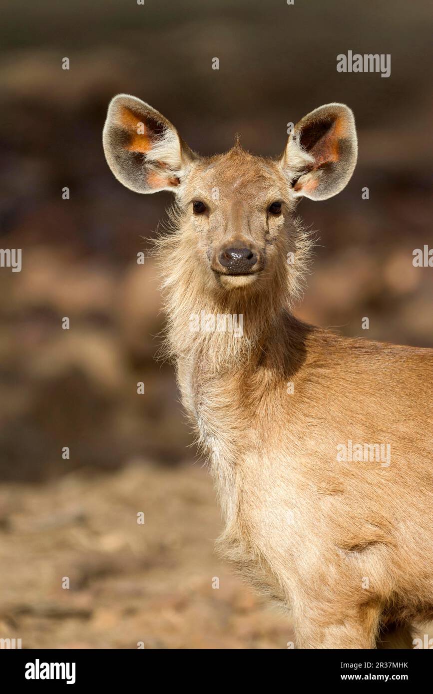 Sambar deer (Rusa unicolor) young, close-up of head and neck ...