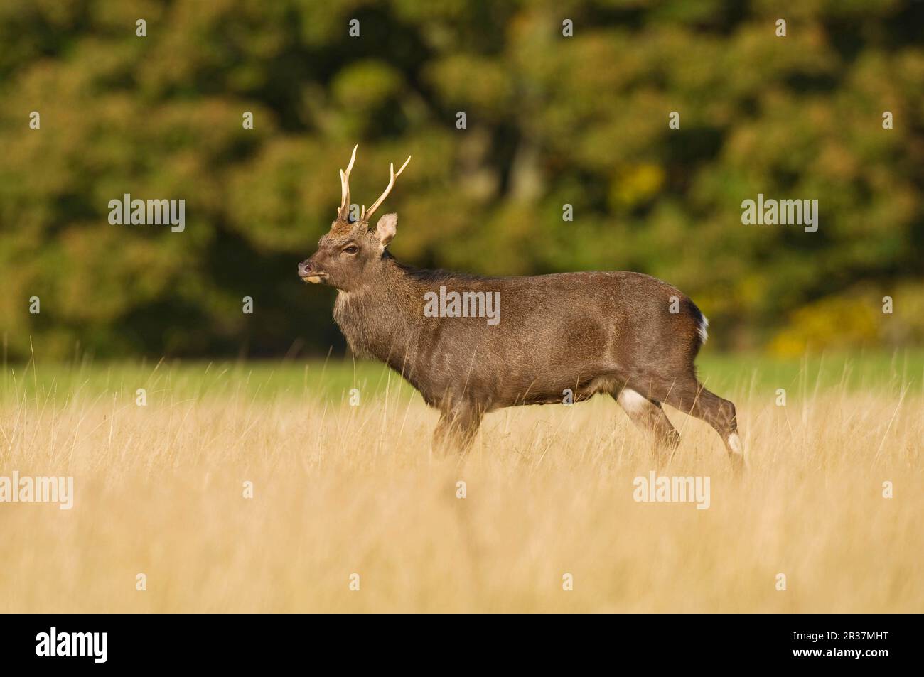 Sika deer, sika deers (Cervus nippon), deer, ungulates, mammals ...