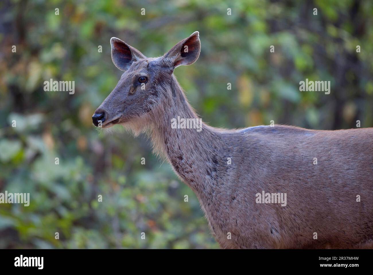 Sambar deer (Rusa unicolor), adult female, close-up of head and neck ...