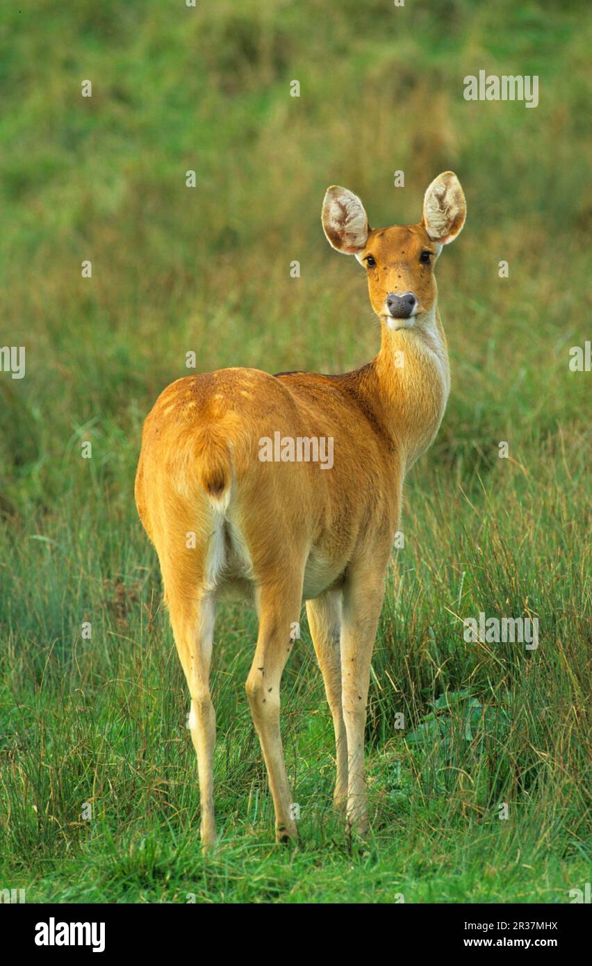 Animal barasingha hi-res stock photography and images - Alamy