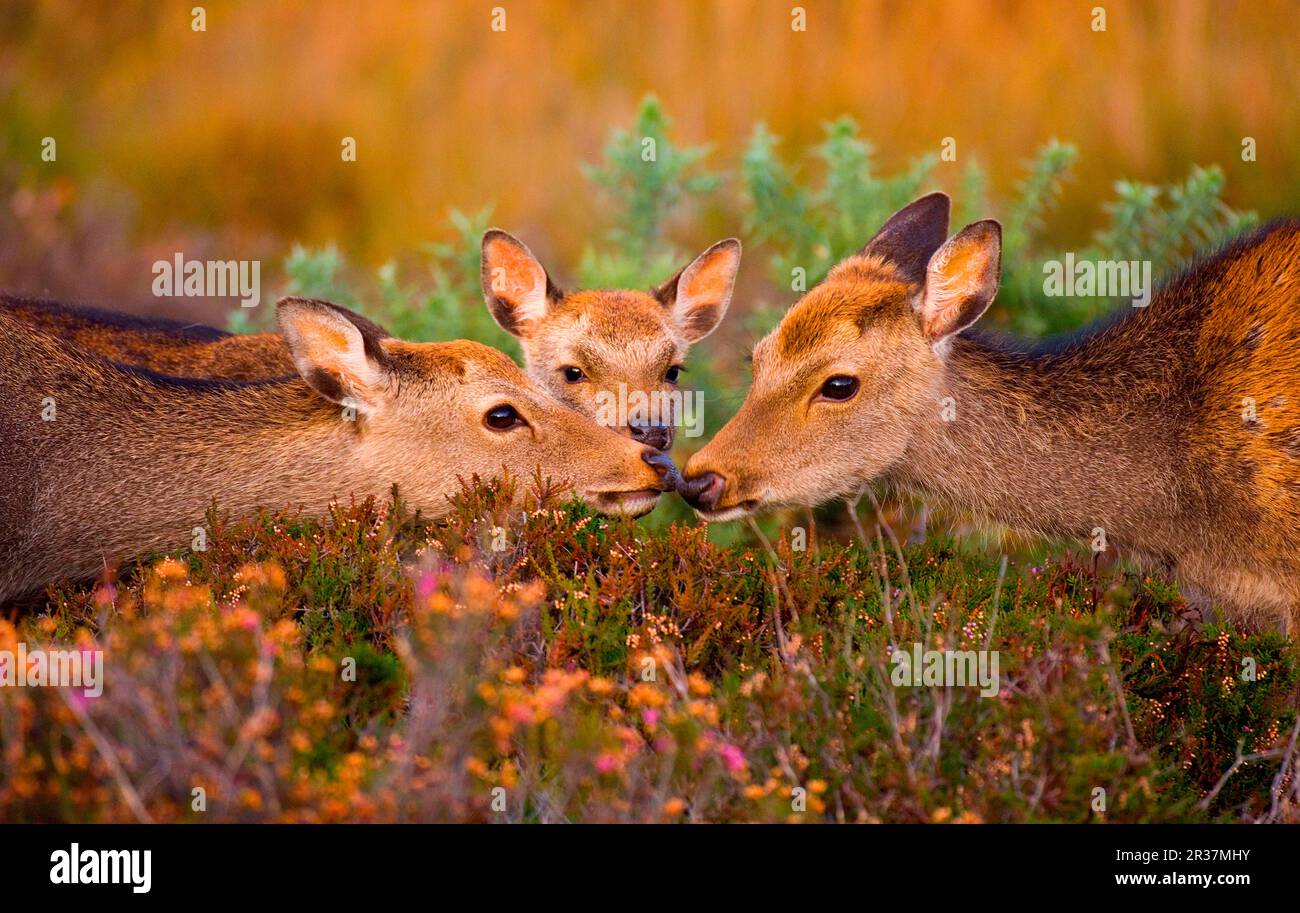 Sika deer, sika deers (Cervus nippon), deer, ungulates, mammals ...