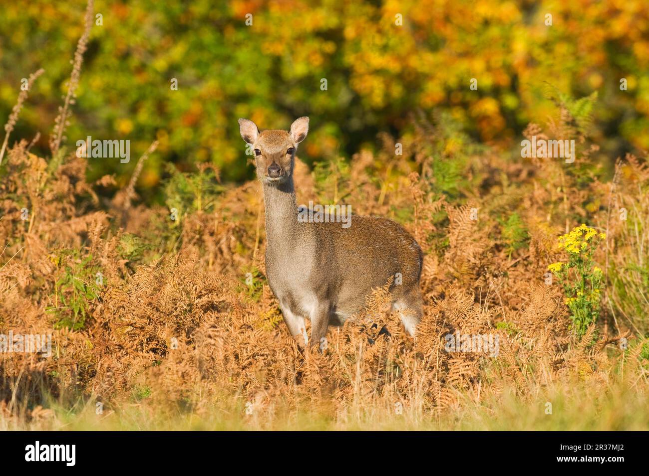 Sika deer, sika deers (Cervus nippon), deer, ungulates, mammals ...