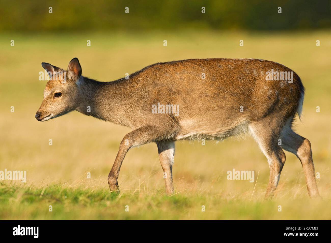 Sika deer, sika deers (Cervus nippon), deer, ungulates, mammals ...