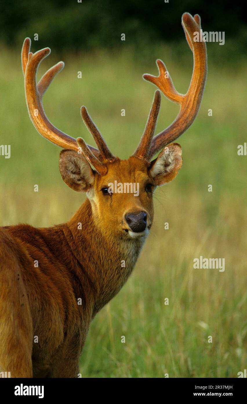 Barasingha, barasingha Barasinghas (Cervus duvaucelii), groupers ...